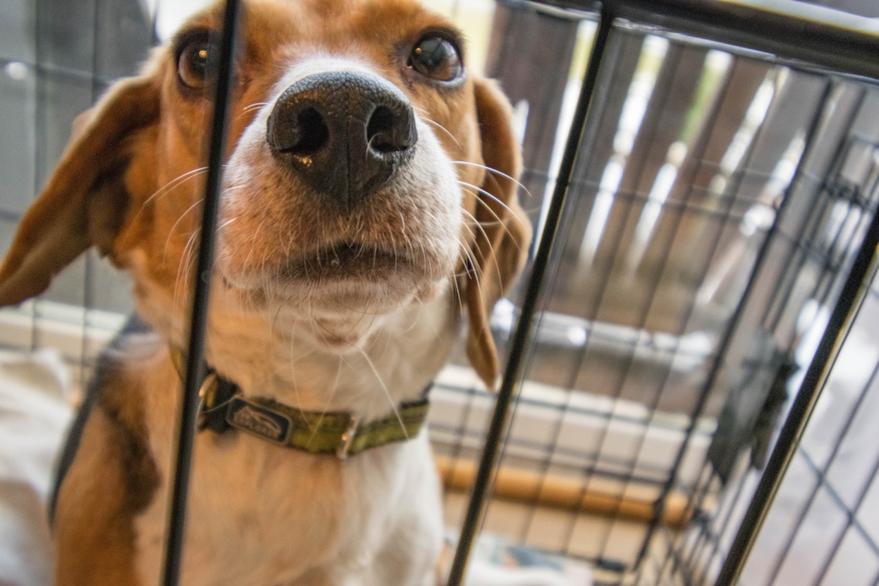 Guide to Crate Train Your Dog While at Work Guide to Crate Train Your Dog While at Work